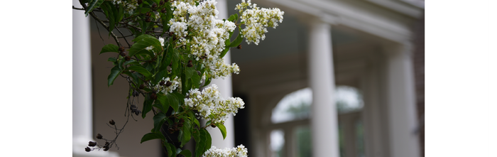 Charleston Colour – Charleston Fabrics